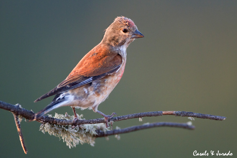CRÒNIQUES NATURALISTES: PASSERIFORMES II