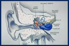 Medical Treatment Pictures-for Better Understanding: Autoimmune Inner ...