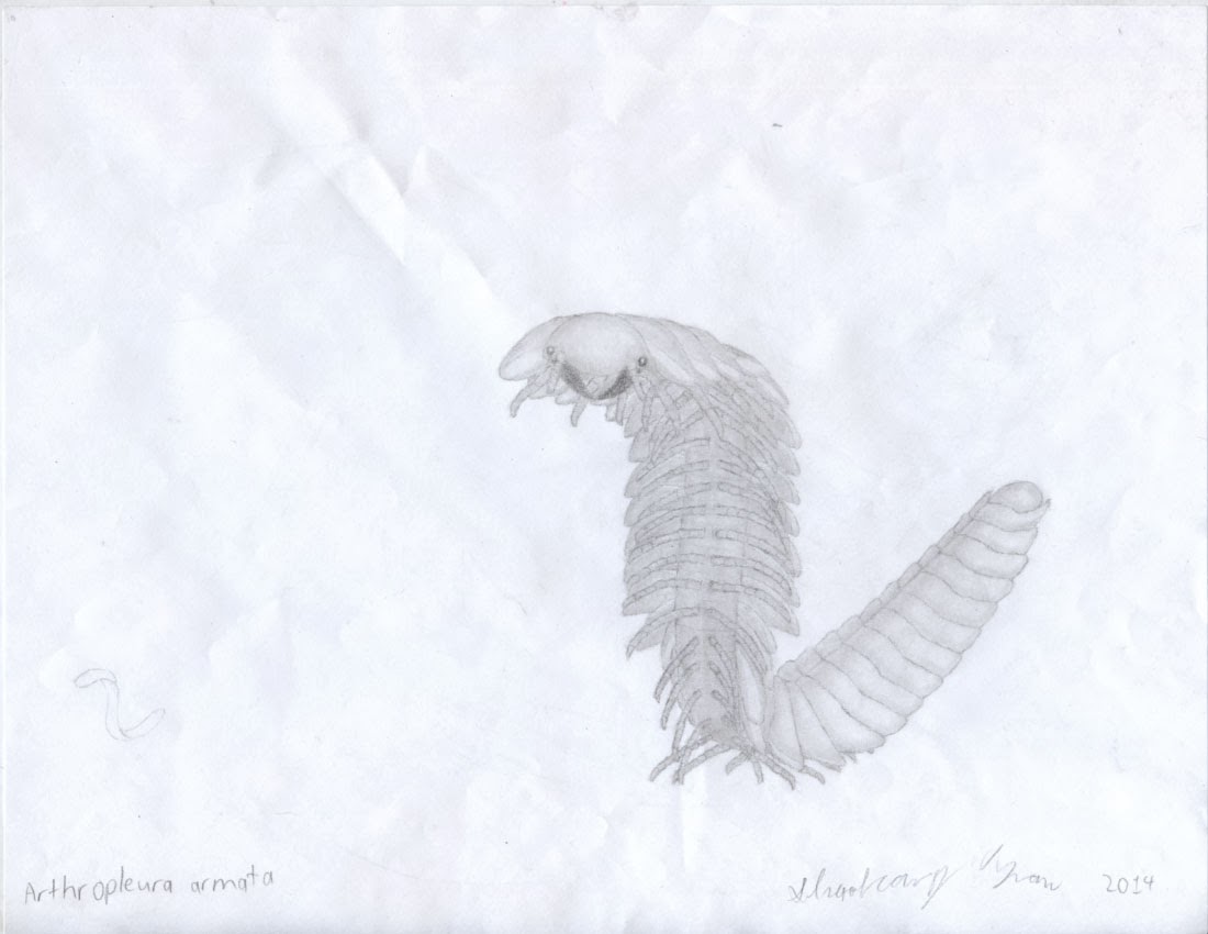 Sounder Art: Arthropleura armata