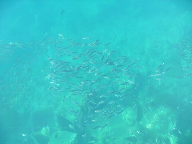 Wandering Turista: Fish Interaction, Barangay Calag-Itan