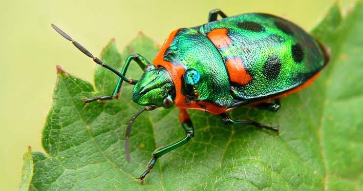 SABER CURIOSIDADES: 50 DESCOBERTAS E CURIOSIDADES INCRÍVEIS SOBRE OS ...