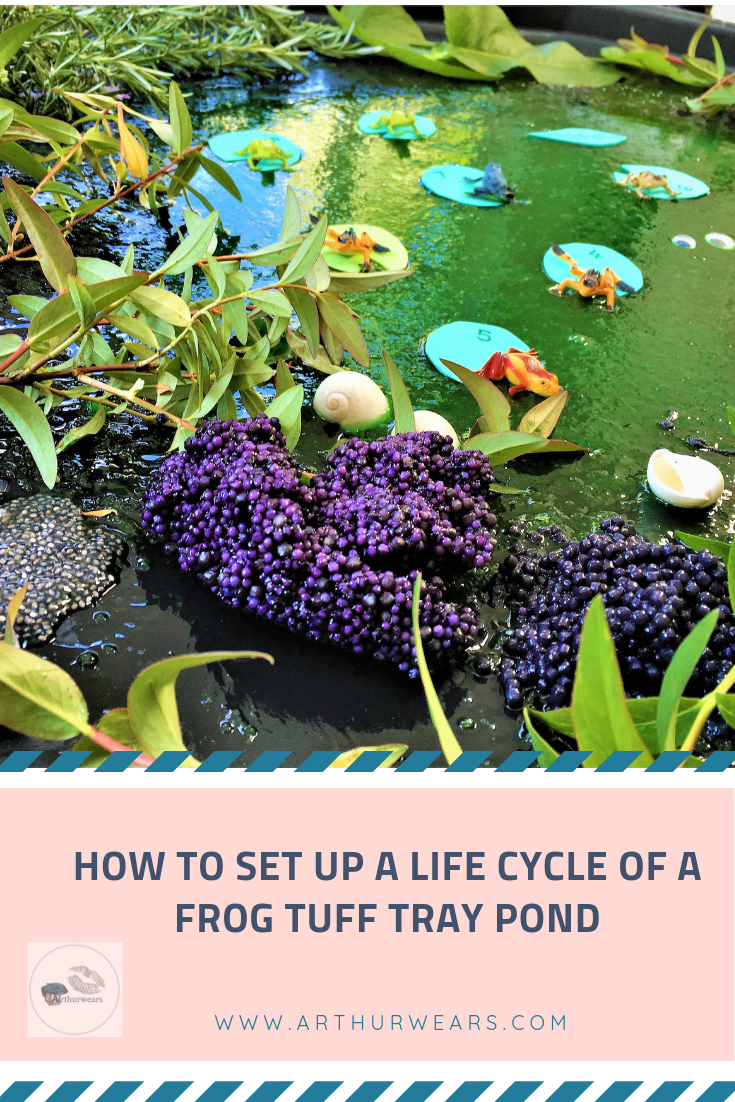 Arthurwears: How to set up a Life cycle of a Frog Tuff Tray Pond