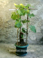 ANGGUR DALAM POT ~ ILMU PETANI
