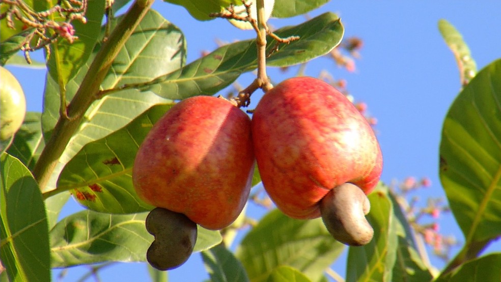 caju é bom para a saúde: caju : benefícios dessa poderosa fruta para a ...