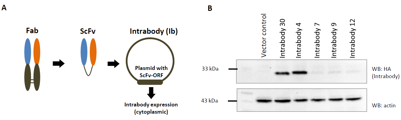 Genetically Encoded Intrabody Biosensors to Probe the Activation of ...