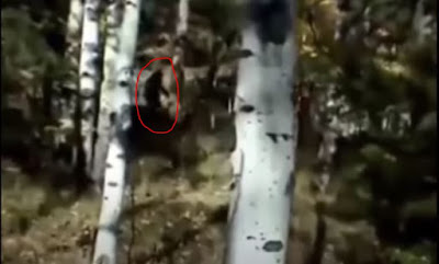 RMSO Bigfoot: Colorado Bigfoot or Sasquatch Caught on Video
