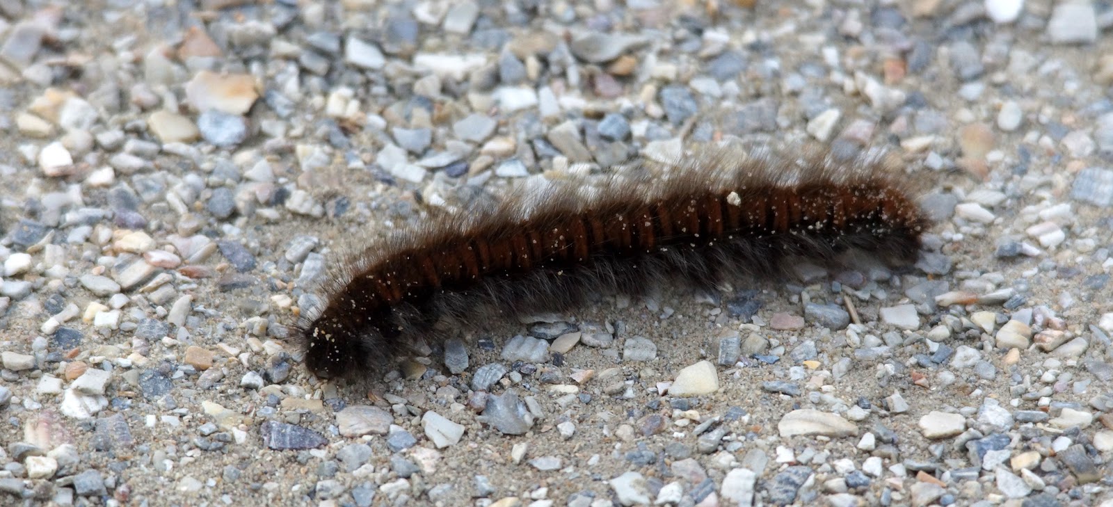 Henk Kruit, Fotografie: De Veelvraat!
