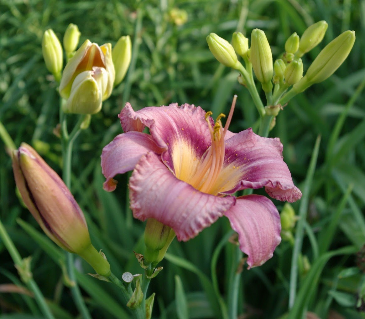 sweetbay: Blooming Friday ~ Patterns