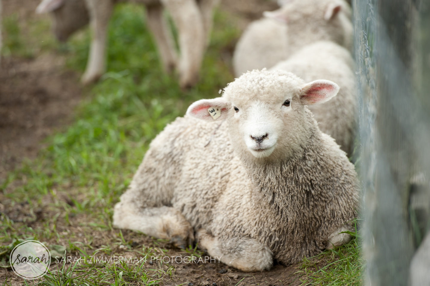 Sarah Zimmerman Photography: Baaaaaa said the sheep