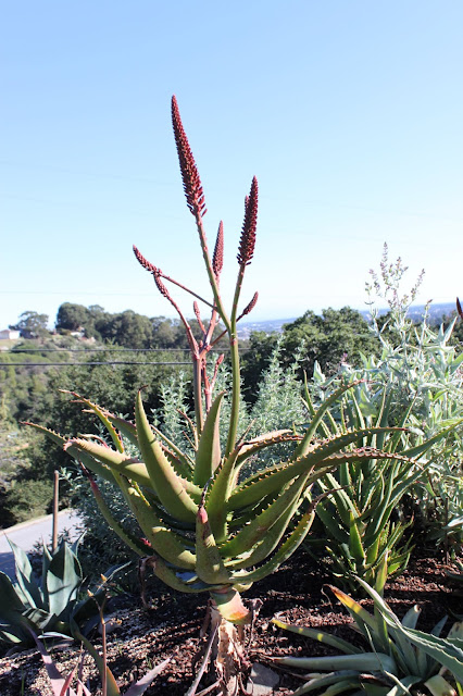 Emerging Fall Aloe Inflorescences