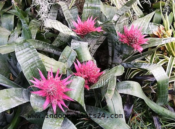 Bromeliaceae BROMELIADS Plant Care Tips Propagation Use - Indoor Plants ...