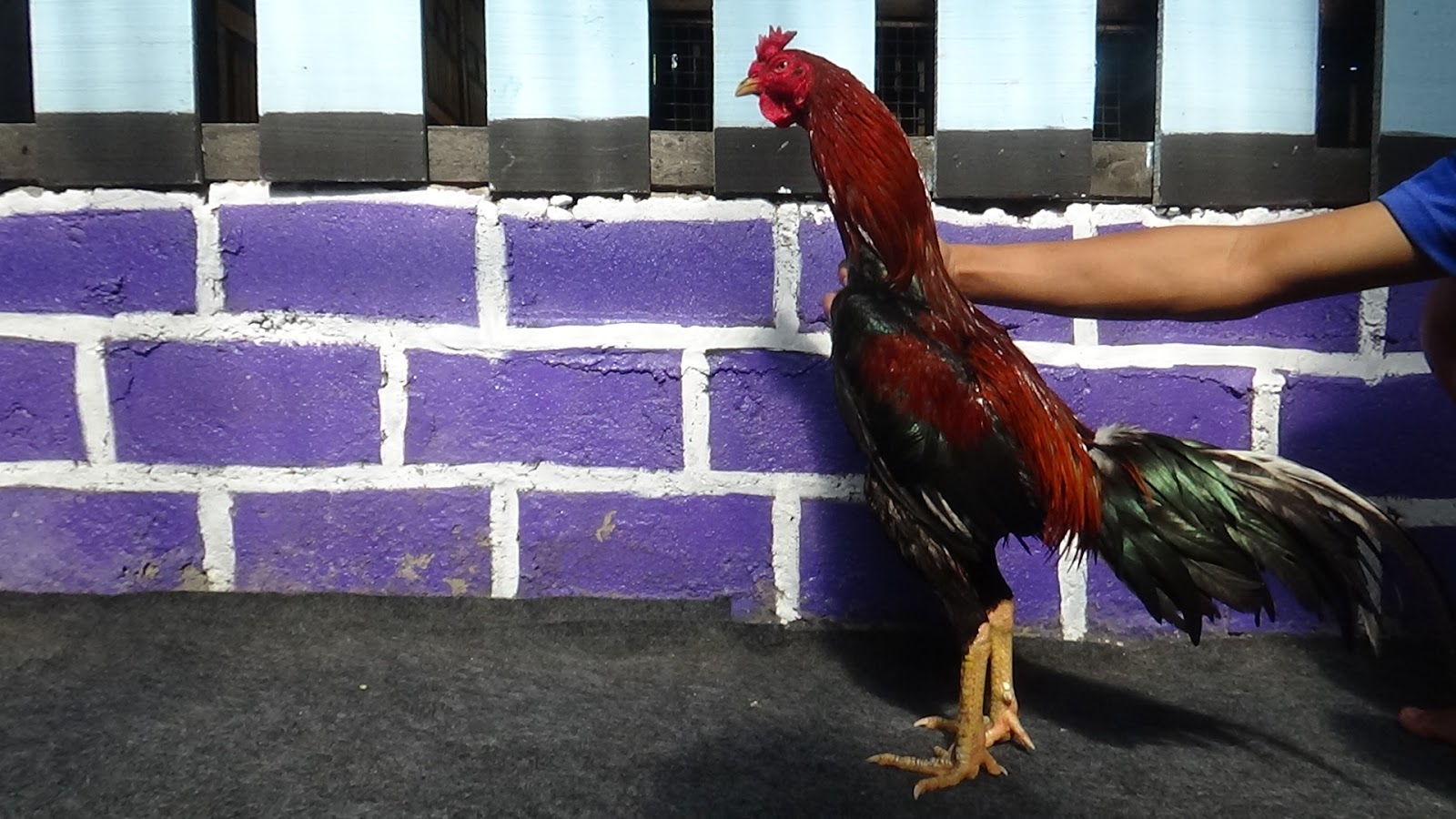 45+ Konsep Baru Gacok Adalah