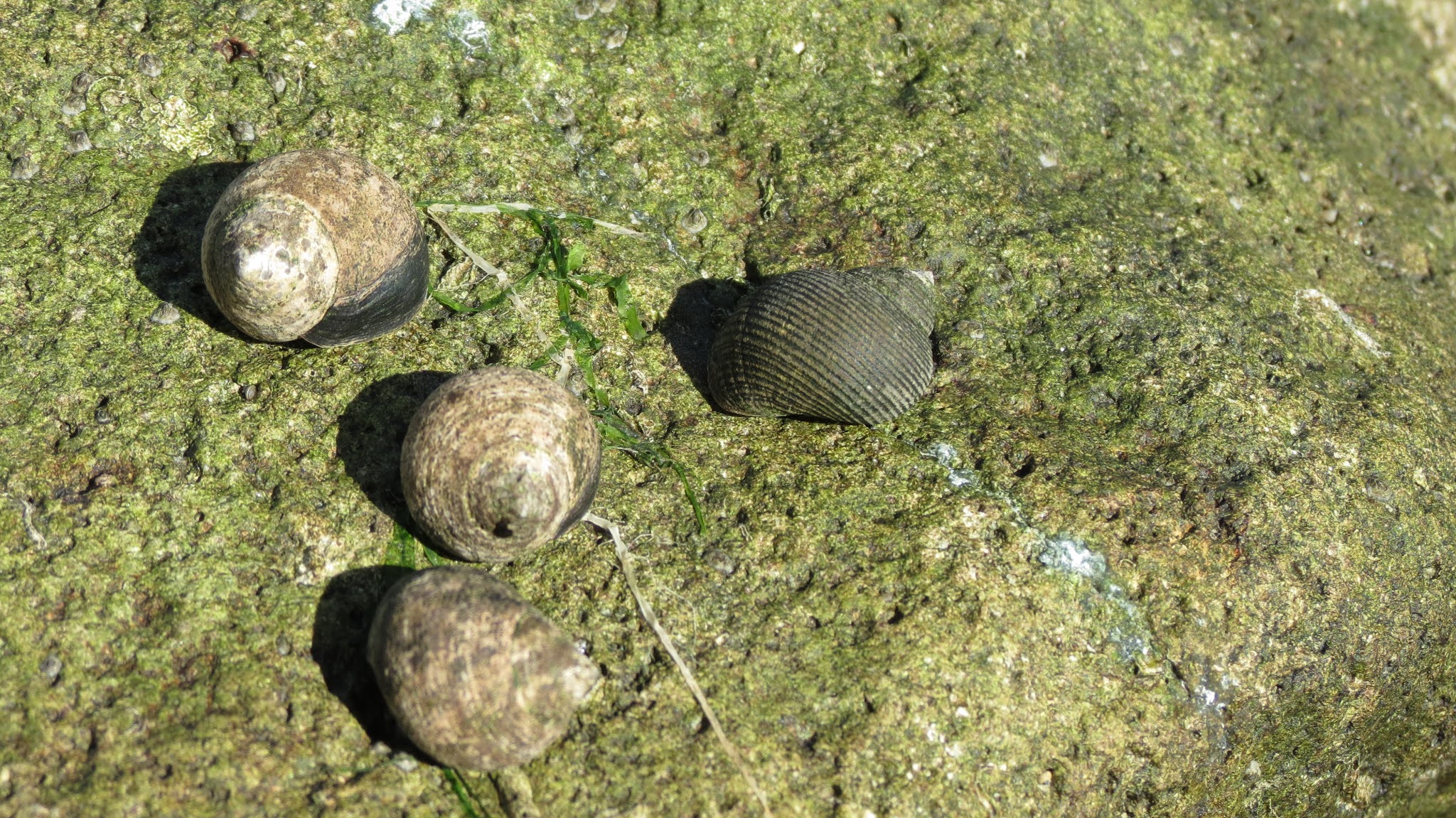 Colin’s Ramblings: Species Spotlight Challenge - Day 15 - Common (or ...