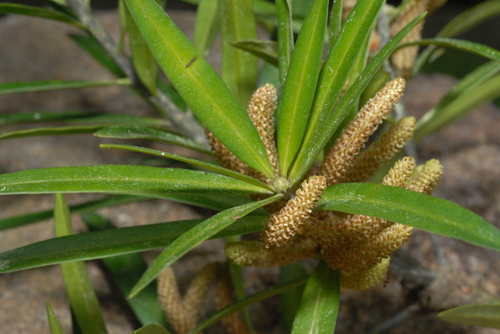 PLANT FAMILIES OF PUERTO RICO AND FLORIDA PAPO VIVES: PODOCARPACEAE ...