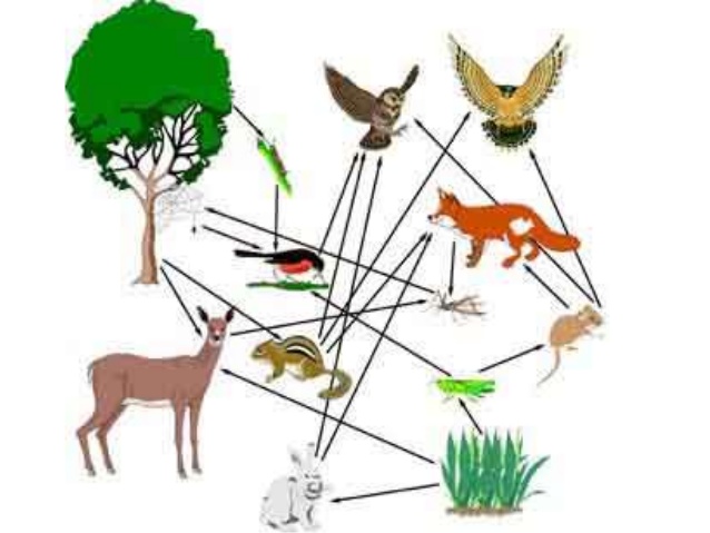 Redes y cadenas tróficas ~ Bioikosalas