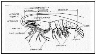 Morofologi Udang (Crustaceae) - Lalaukan