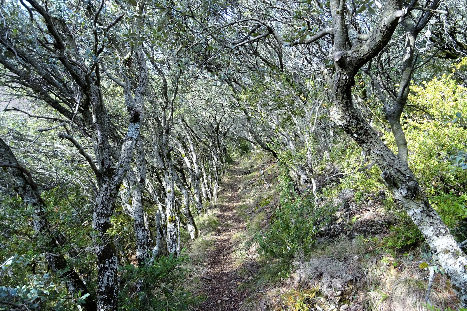 elpirineodejose: Pico Cuculo (1.549 m.) desde Sta. Cruz de la Serós y ...
