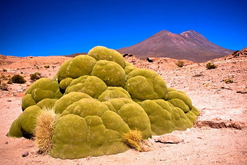 Yareta or Llareta – The 3,000 Years Old Plant