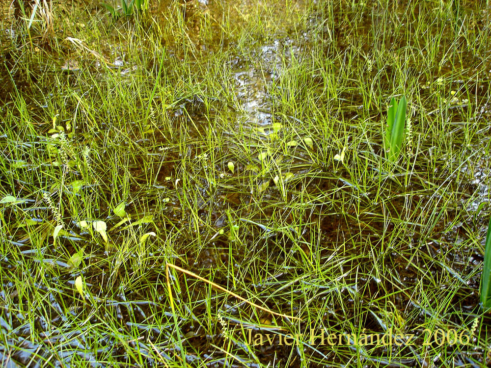Florula gaditana: Isoetes velatum subsp. velatum