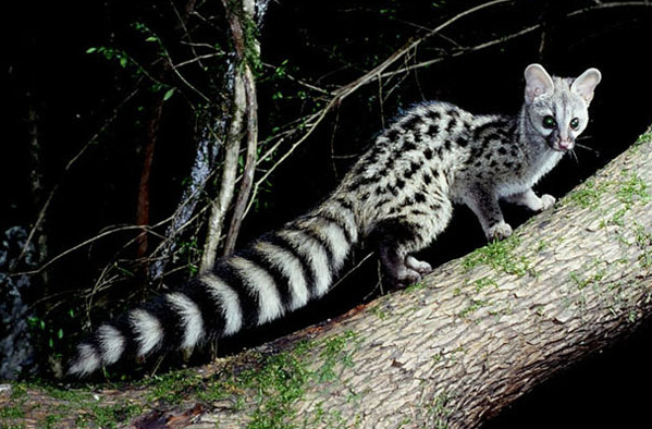 ¿Sabias que ...? La Gineta