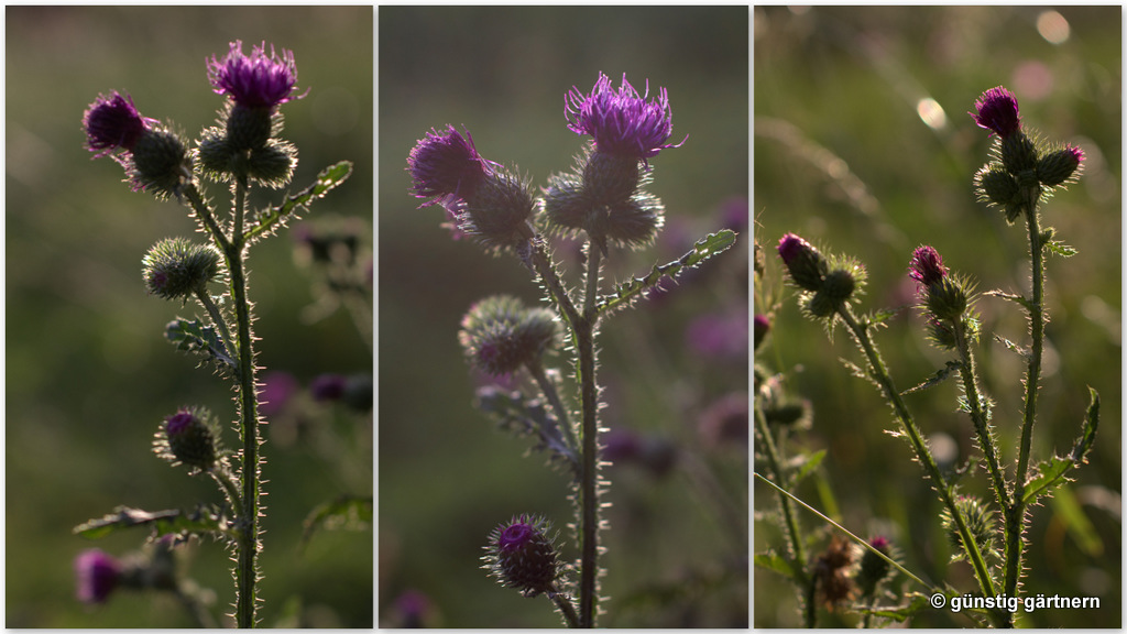 Günstig gärtnern: Die Distel darf das