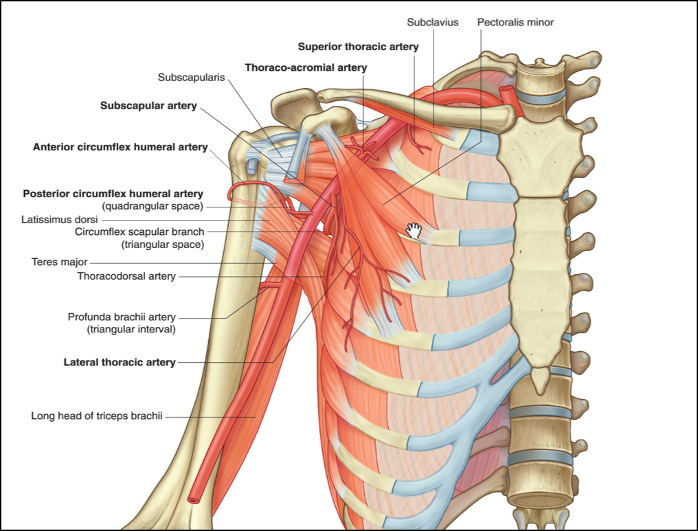 The Rotator Cuff Muscles