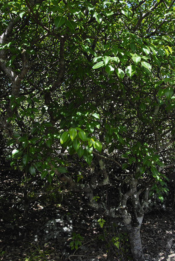 The Adventures of S/V Silhouette: Touring San Cristobal