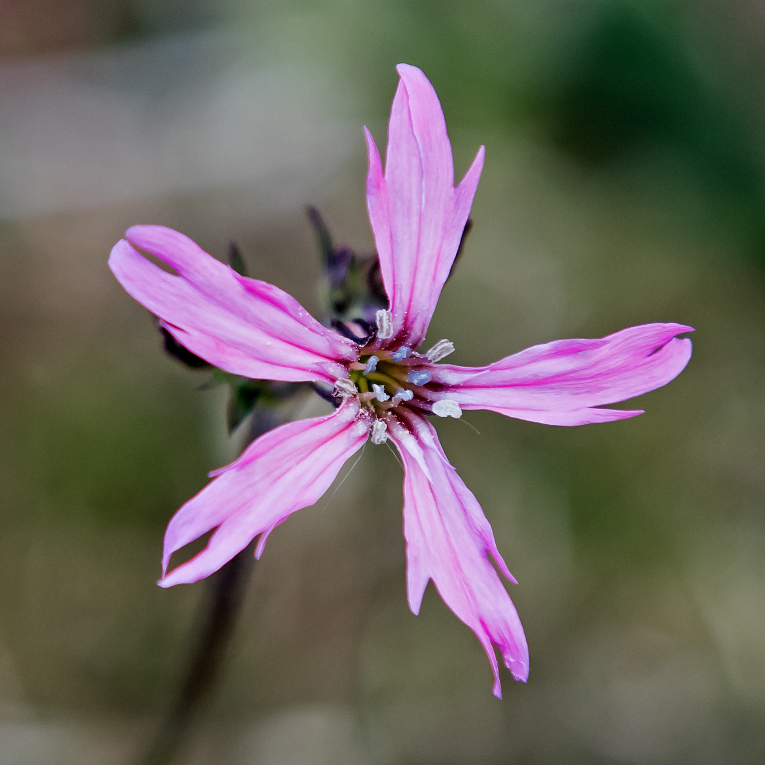 Flores y Paisajes de Asturias : Lychnis flos-cuculi
