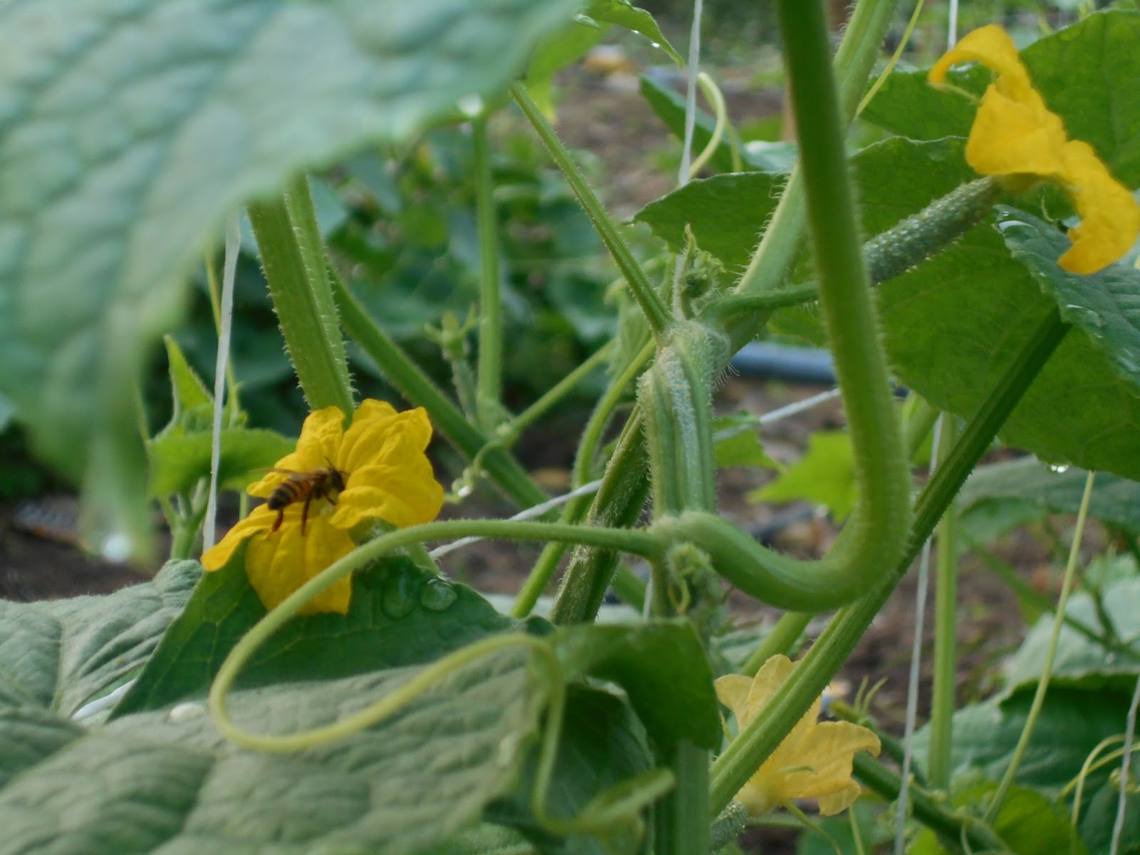 THE BEES, THE POLLINATION, THE CUCURBITS AND THEIR STRONG RELATIONSHIP ...