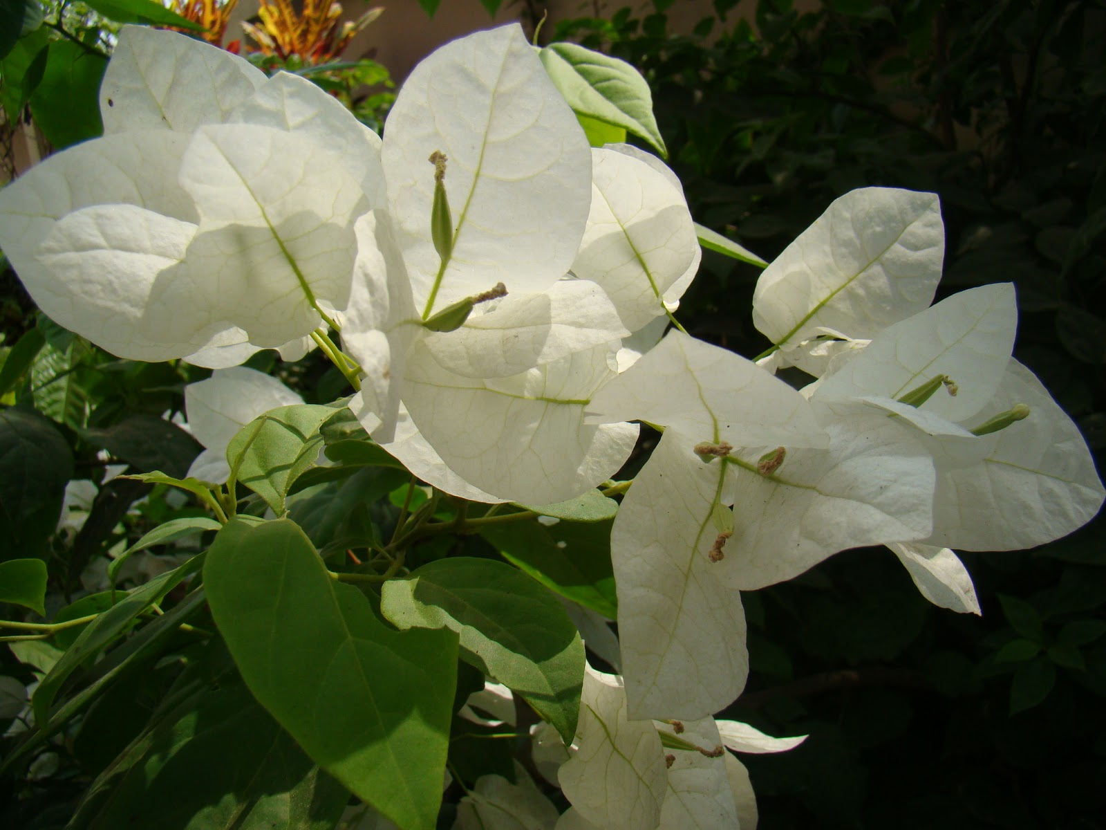 WAKING PLANET: Selected Flora and Fauna of Ghana,West Africa