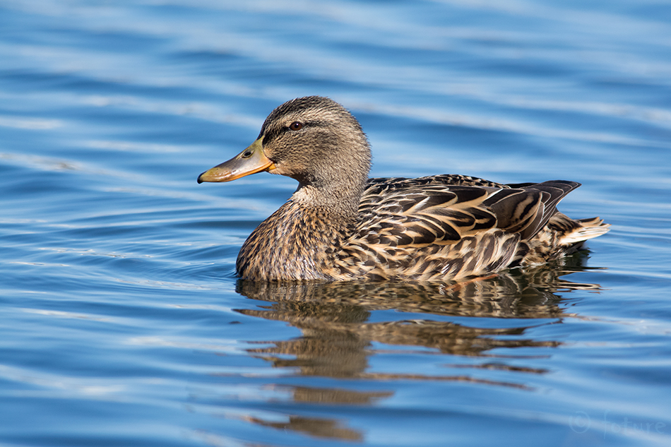 Foture: Sinikael-part, Anas platyrhynchos