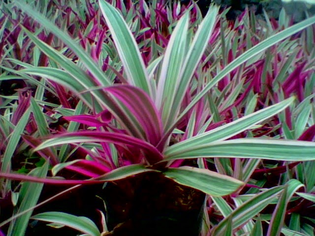 Catat! Gambar Tanaman Hias Semak Terpopuler - Informasi Seputar Tanaman ...