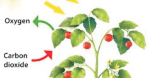 6 Factors Affecting Photosynthesis and Its Explanations | Domain Biologi