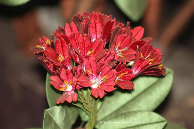 My India Travel: Thread Garden, Ooty