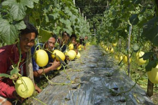 Toko Pertanian Terdekat | Lmga Agro: MELON KUNING TAK KALAH MANIS DAN ...