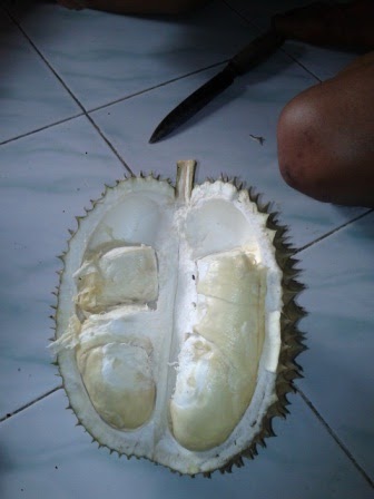 Waryo Durian: Ciri - ciri Durian Matang Pohon