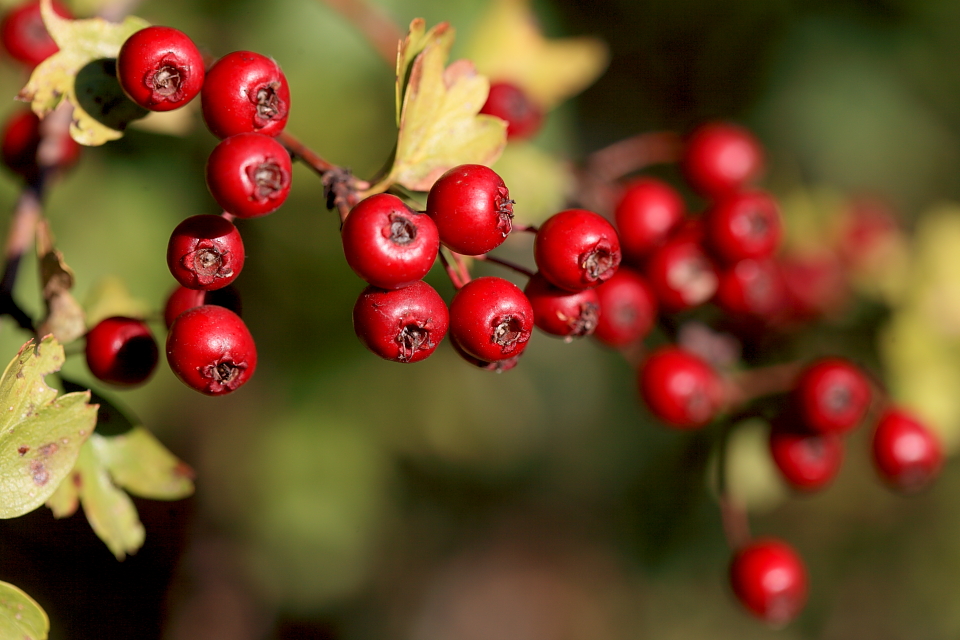 MIS VIAJES:DESDE ZARAGOZA A LA LUNA: MANZANITAS