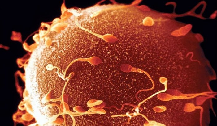 Gametas e Hereditariedade | Biologia: A ciência da vida