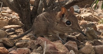 Synapsida: The Case of the Missing Sengi