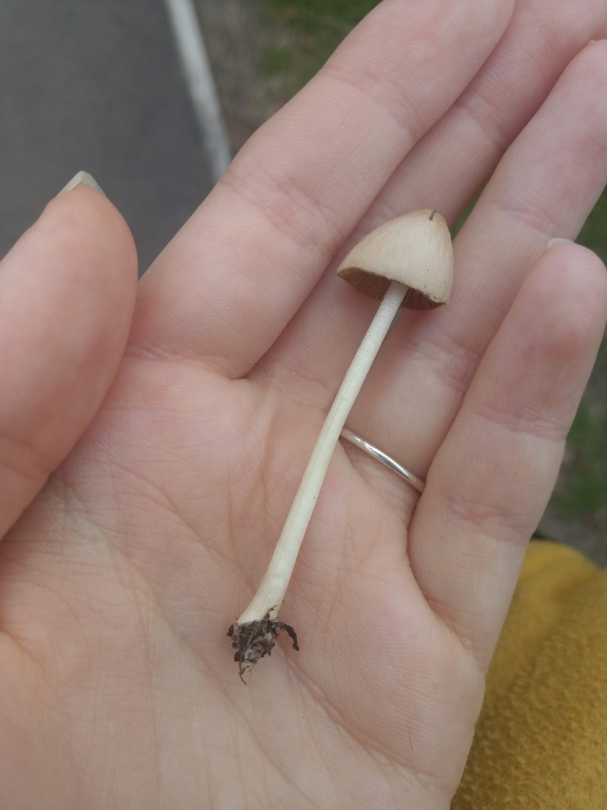 Common Conecap - Conocybe tenera