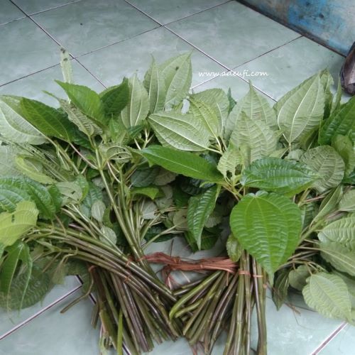 Ade UFi: Manfaat Daun Pohpohan Sumber Pangan dari Hutan