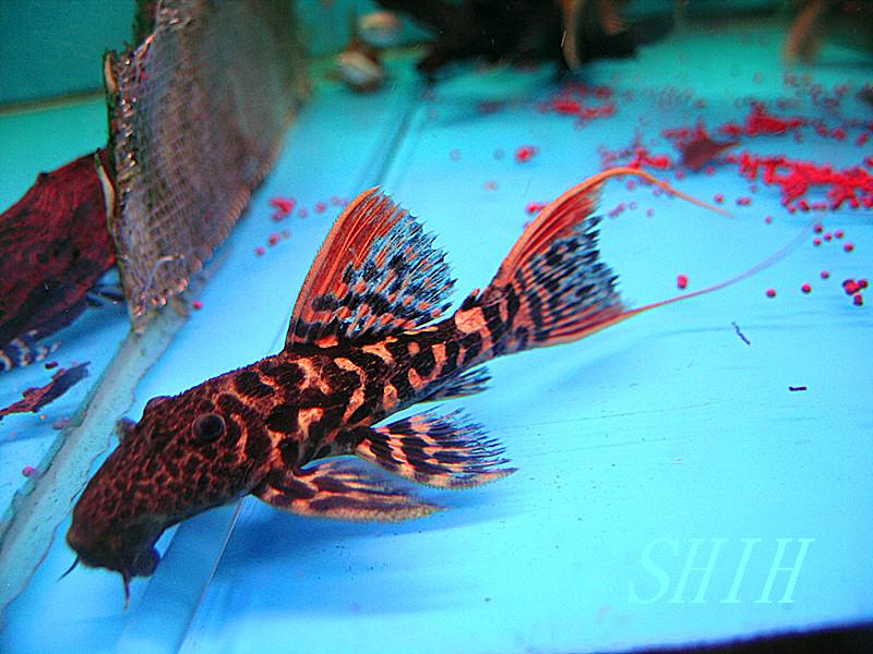 大自然水族: L273金達尼坦克異形