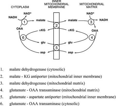 Myocardial Infarction Case File