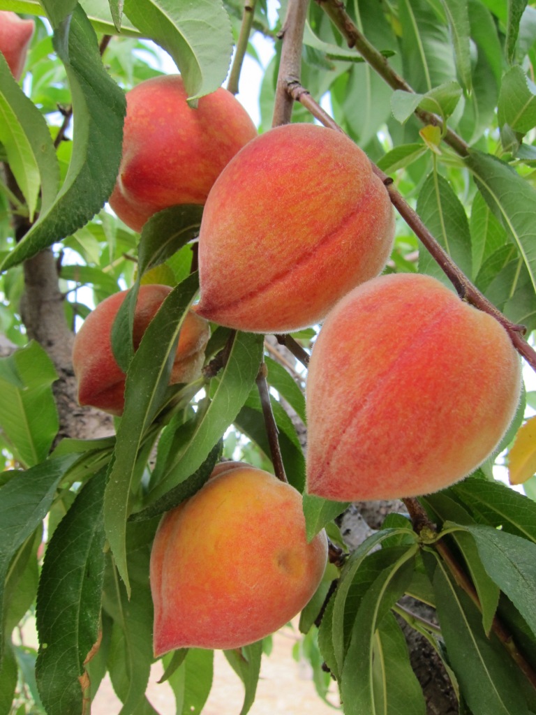 The Choate Family: Collins Farms