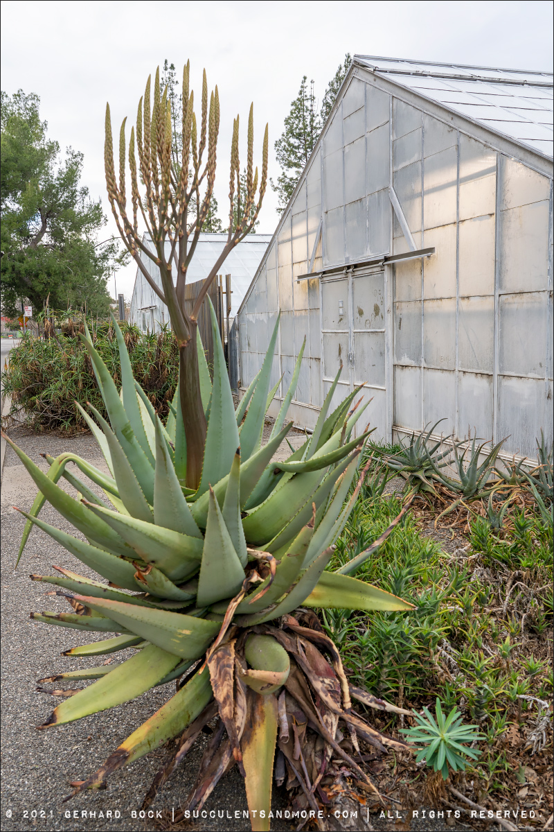 UC Davis campus walk: aloes and more