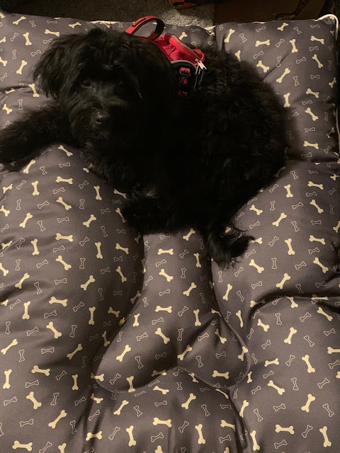 The Booga Wooga Little Sister Sophia Mom Bought Charlie A New Bed the-booga-wooga-little-sister-sophia-mom-bought-charlie-a-new-bed