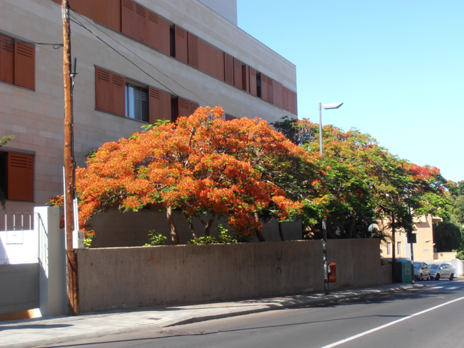 Paseando por mi ciudad: Ya florecen los flamboyanes