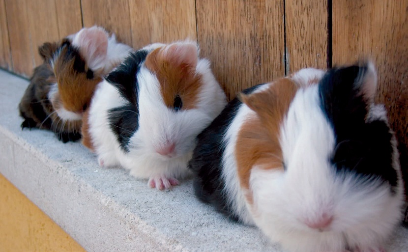 La Cavia Peruviana: Cavie Peruviane Immagini