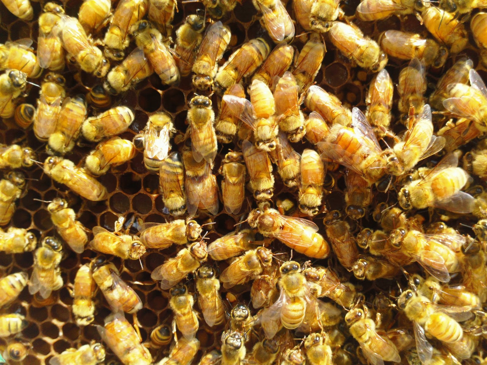 Edible Skyline: A Rooftop Revolution in Milwaukee: Caste System in The ...