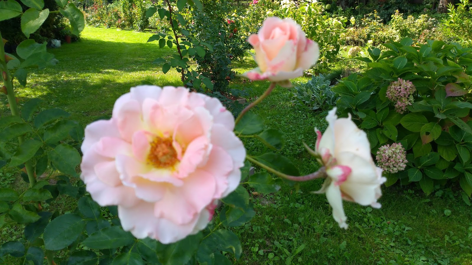 Ranczo Elma: Róża (Rosa) Rokoko